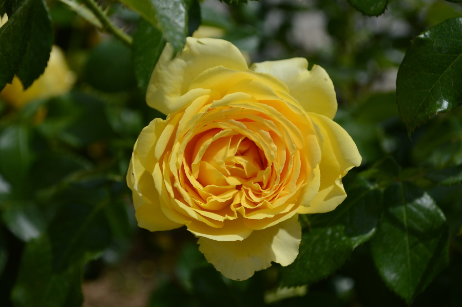 Τριανταφυλλιές που θα σε ξετρελάνουν | Κηπολόγιο